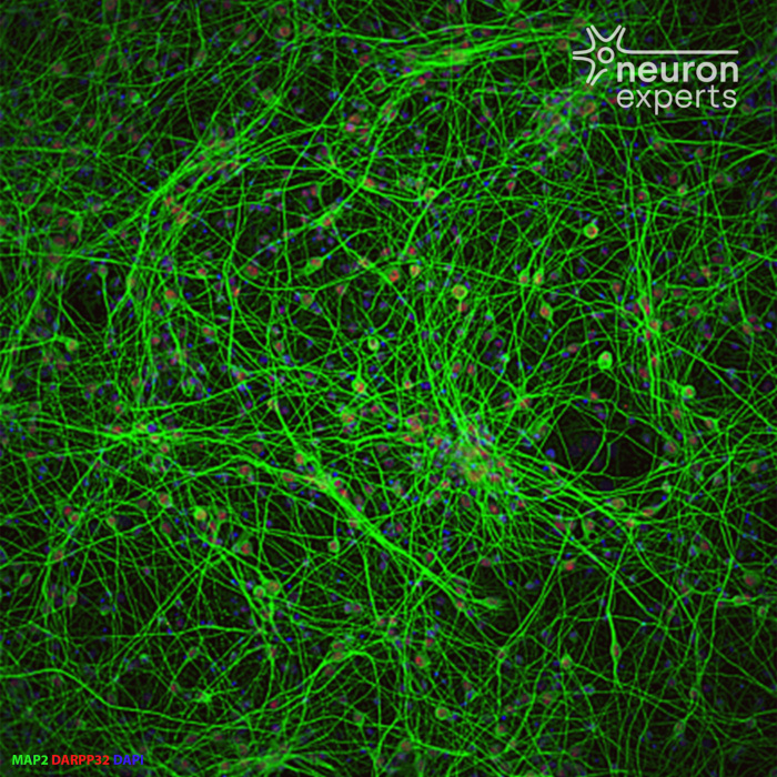 Neuron Experts - Expert en Cultures Cellulaires & Neurosciences