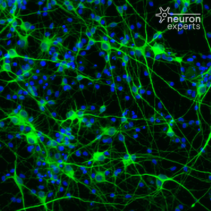 Neuron Experts - Expert en Cultures Cellulaires & Neurosciences