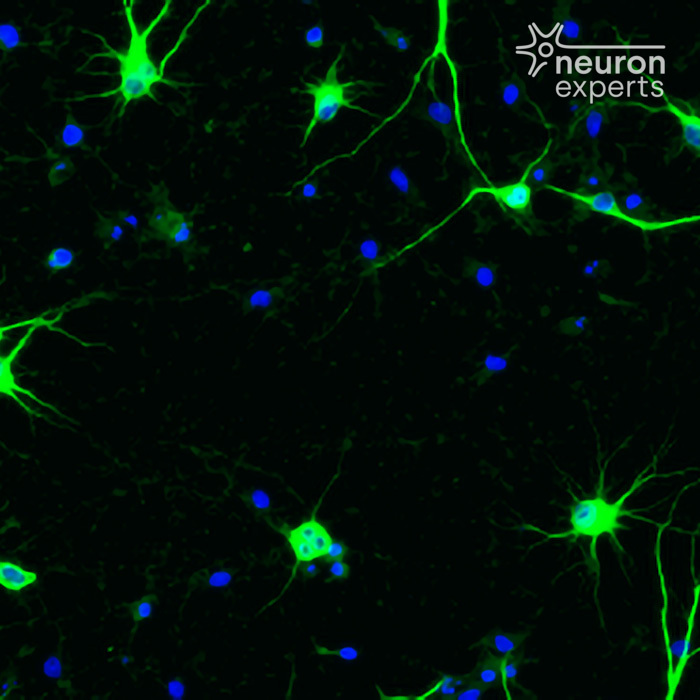 Neuron Experts - Expert en Cultures Cellulaires & Neurosciences