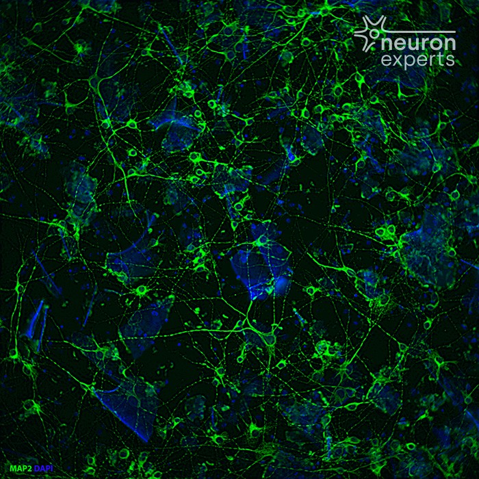 Neuron Experts - Expert en Cultures Cellulaires & Neurosciences
