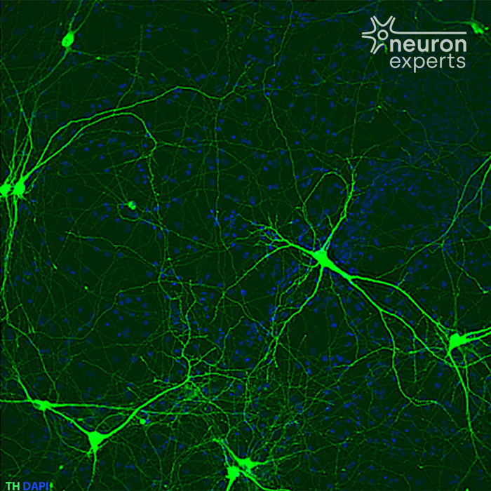Neuron Experts - Expert en Cultures Cellulaires & Neurosciences