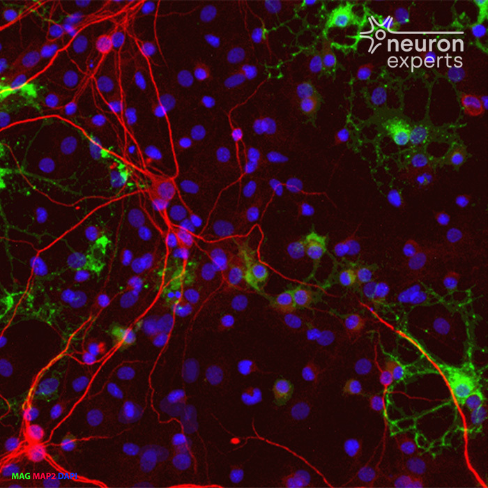 Neuron Experts - Expert en Cultures Cellulaires & Neurosciences
