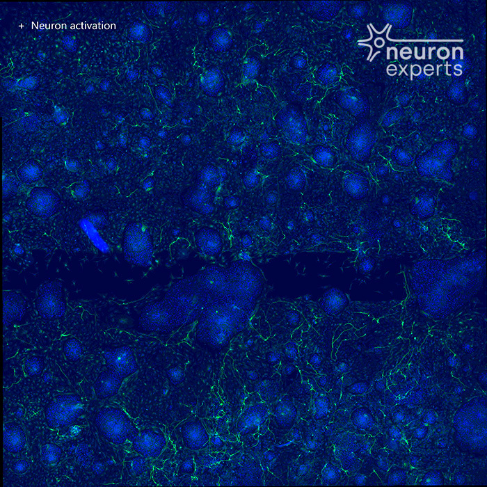 Neuron Experts - Expert en Cultures Cellulaires & Neurosciences